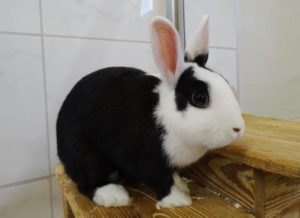 Puffel_HP – Tierheim Bayreuth