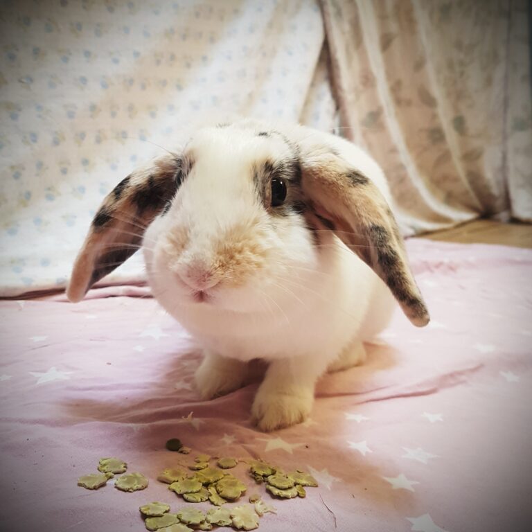 Flauschi – Tierheim Bayreuth